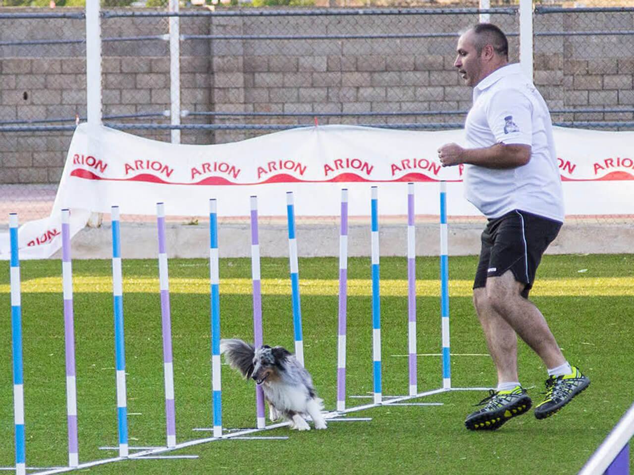 Federación Madrileña de Caza | Areas | Agility